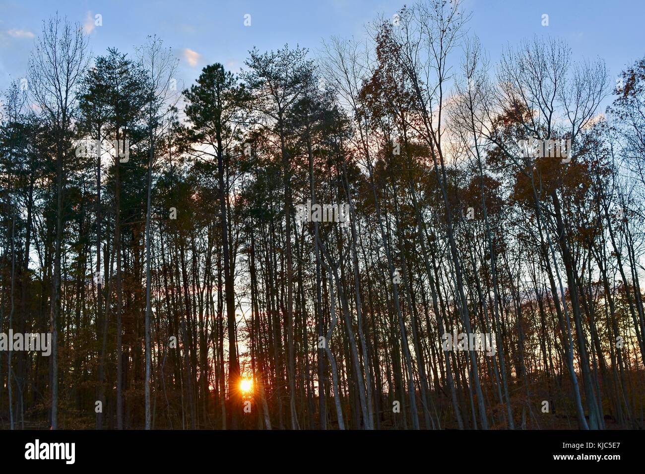 Sun setting behind trees Stock Photo - Alamy