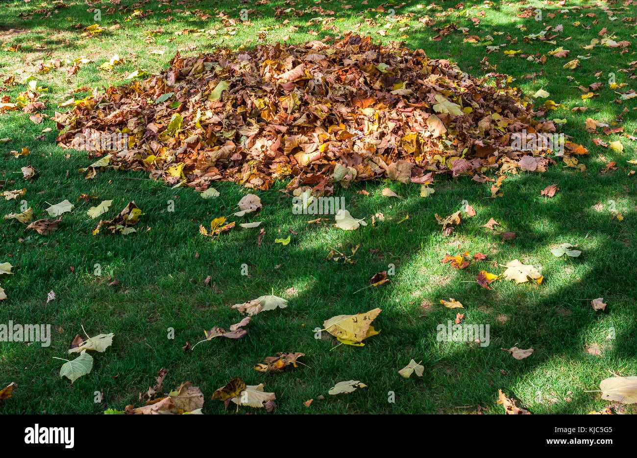 Fallen leaves are collected in pile Stock Photo - Alamy