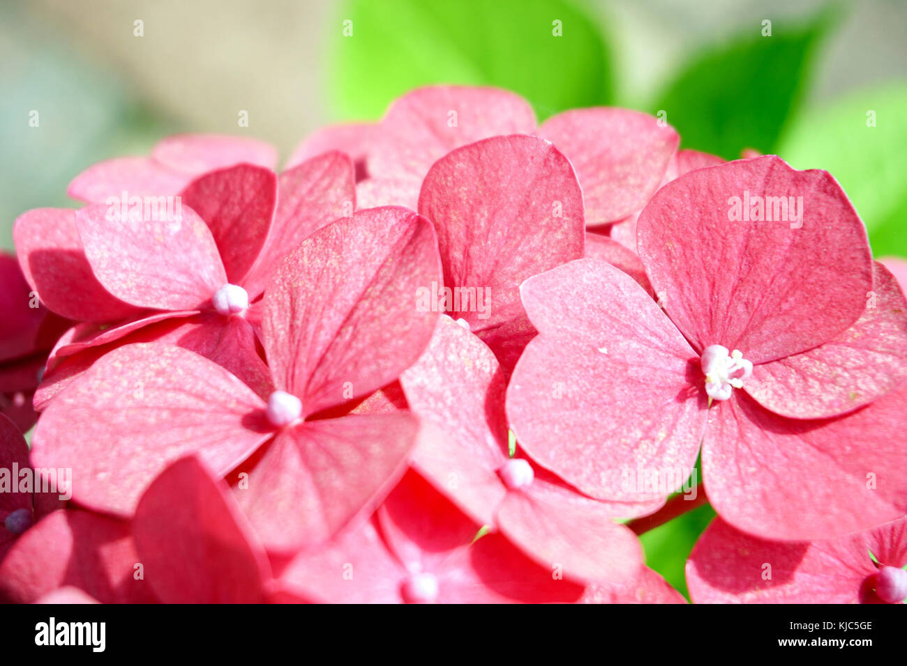 matte flower petals in the summer sun Stock Photo - Alamy