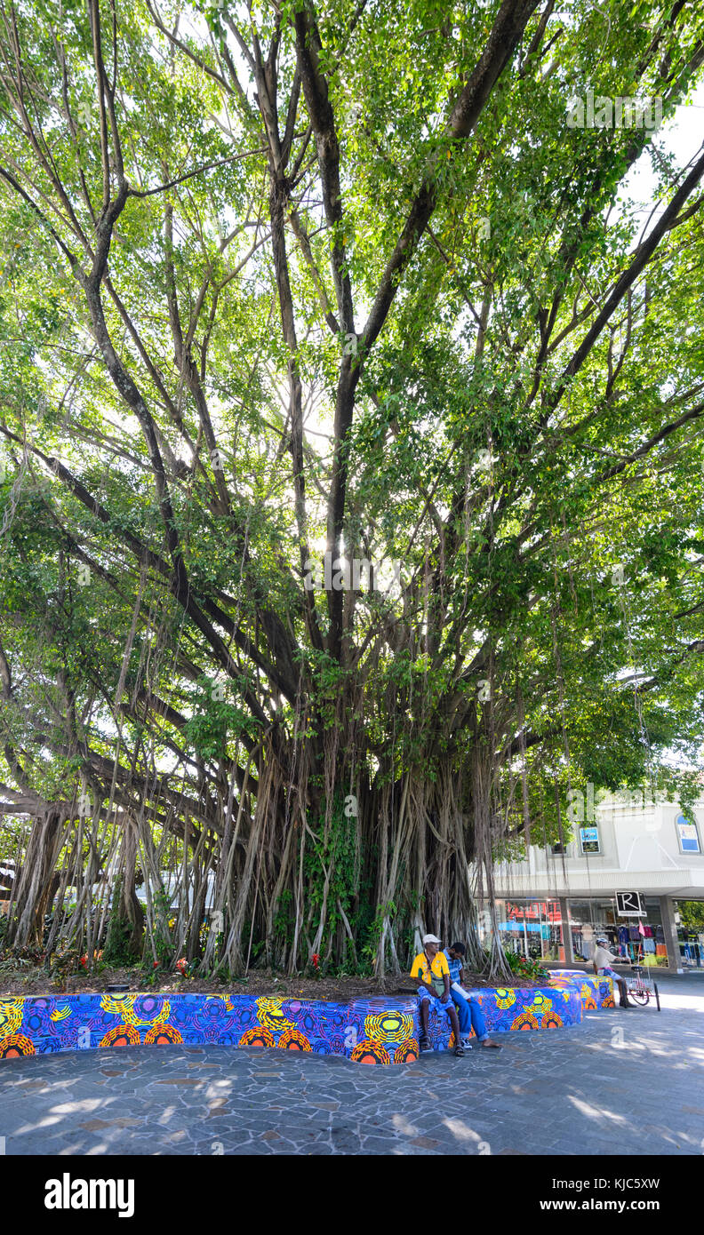 Two Aboriginal men sitting underneath a big fig tree in Shields Street ...