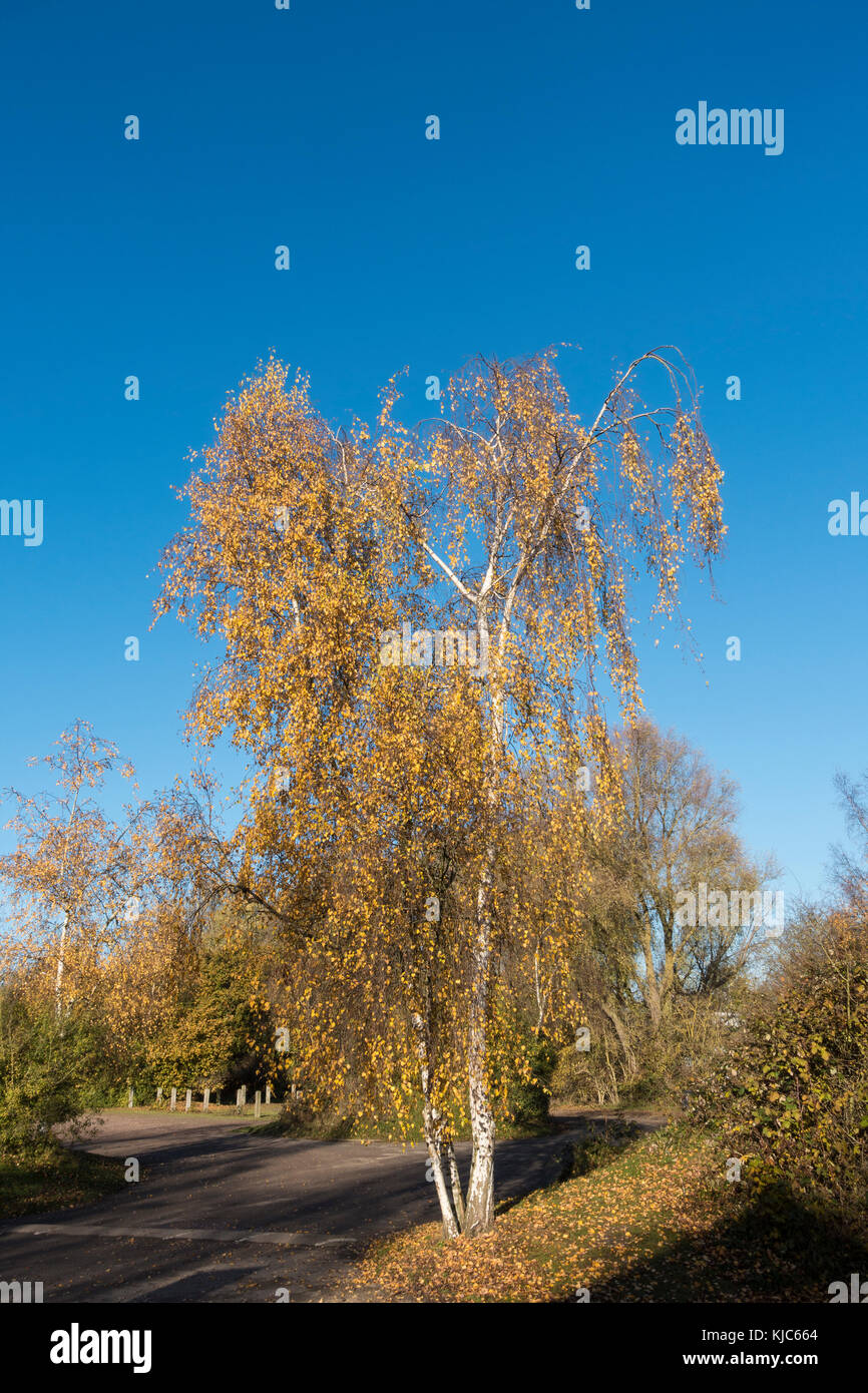 Silver birch tree trunk leaves hi-res stock photography and images - Alamy