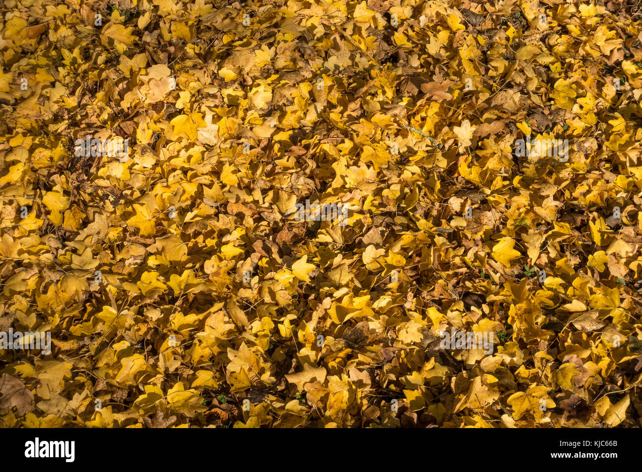 Yellow leaf carpet in autumn Stock Photo - Alamy