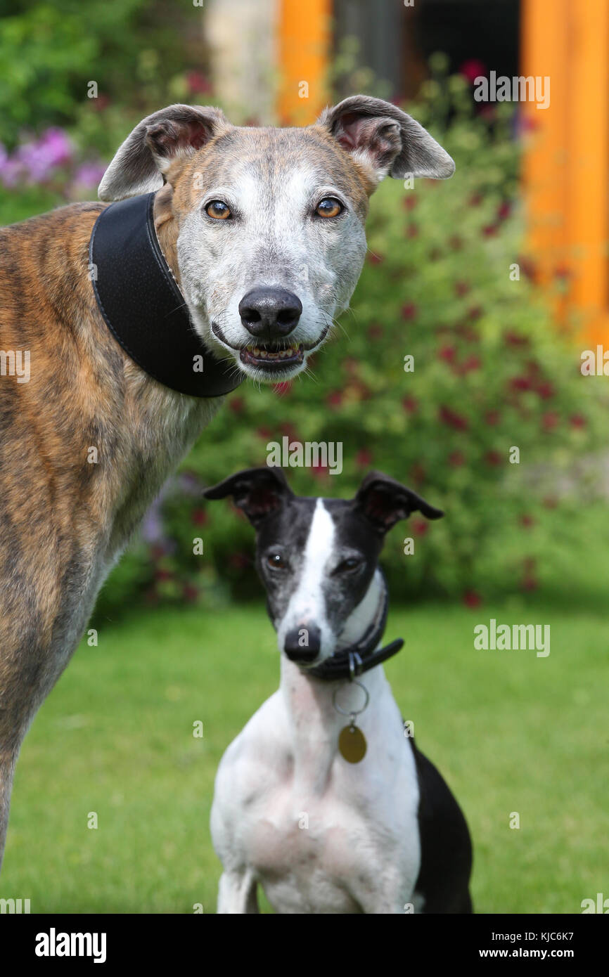 How Much Should A Greyhound Eat A Day