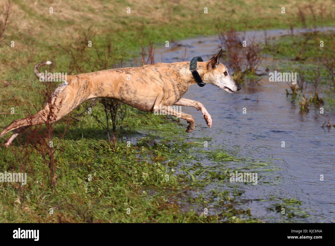 Brindle Greyhound High Resolution Stock Photography and Images - Alamy