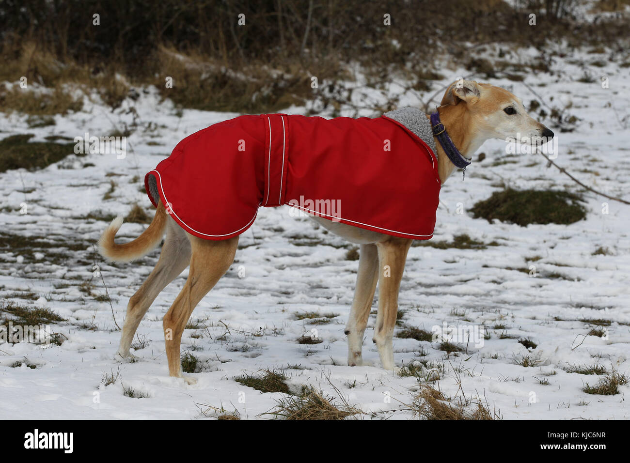 Fawn in snow hi-res stock photography and images - Alamy