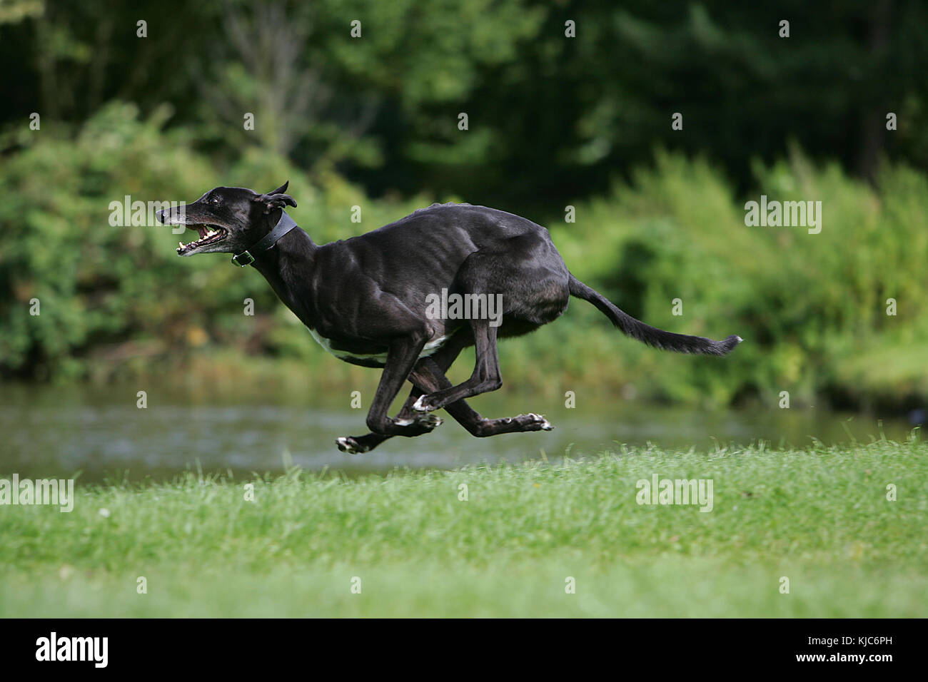 Greyhound legs hi-res stock photography and images - Alamy
