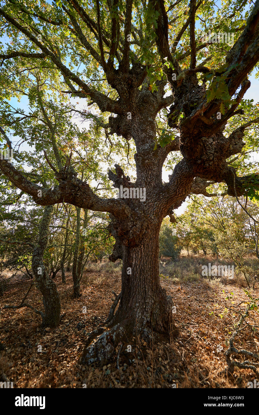 Elegant oak hi-res stock photography and images - Alamy