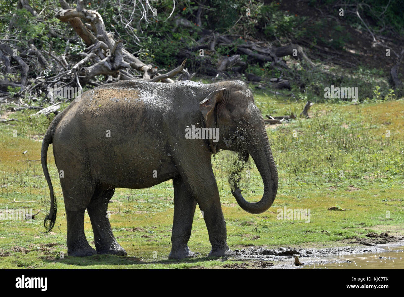 Elephant with water spray hi-res stock photography and images - Alamy
