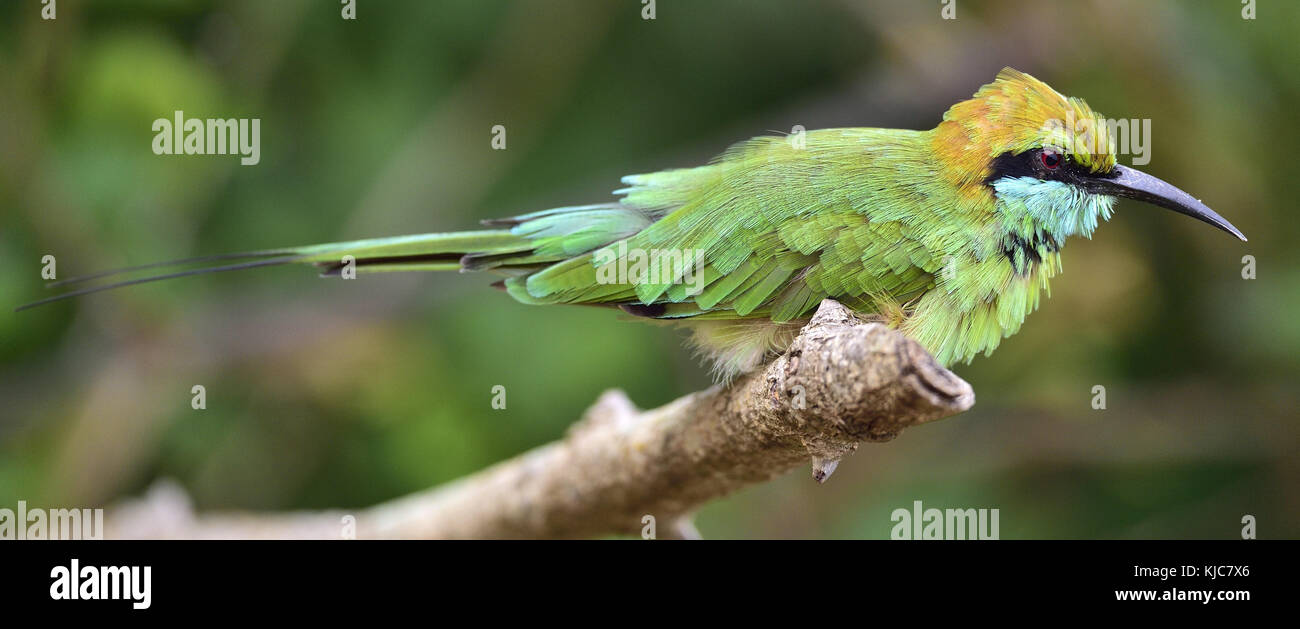 Bee-eater on the branch. Natural green background. The Green Bee-eater ...