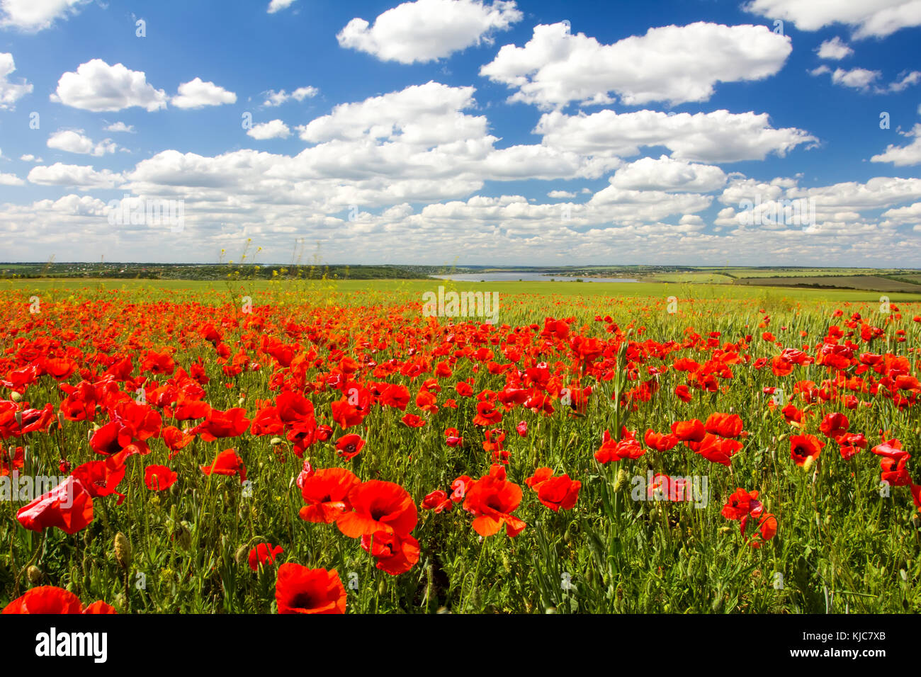 poppy field and blue sky Stock Photo - Alamy