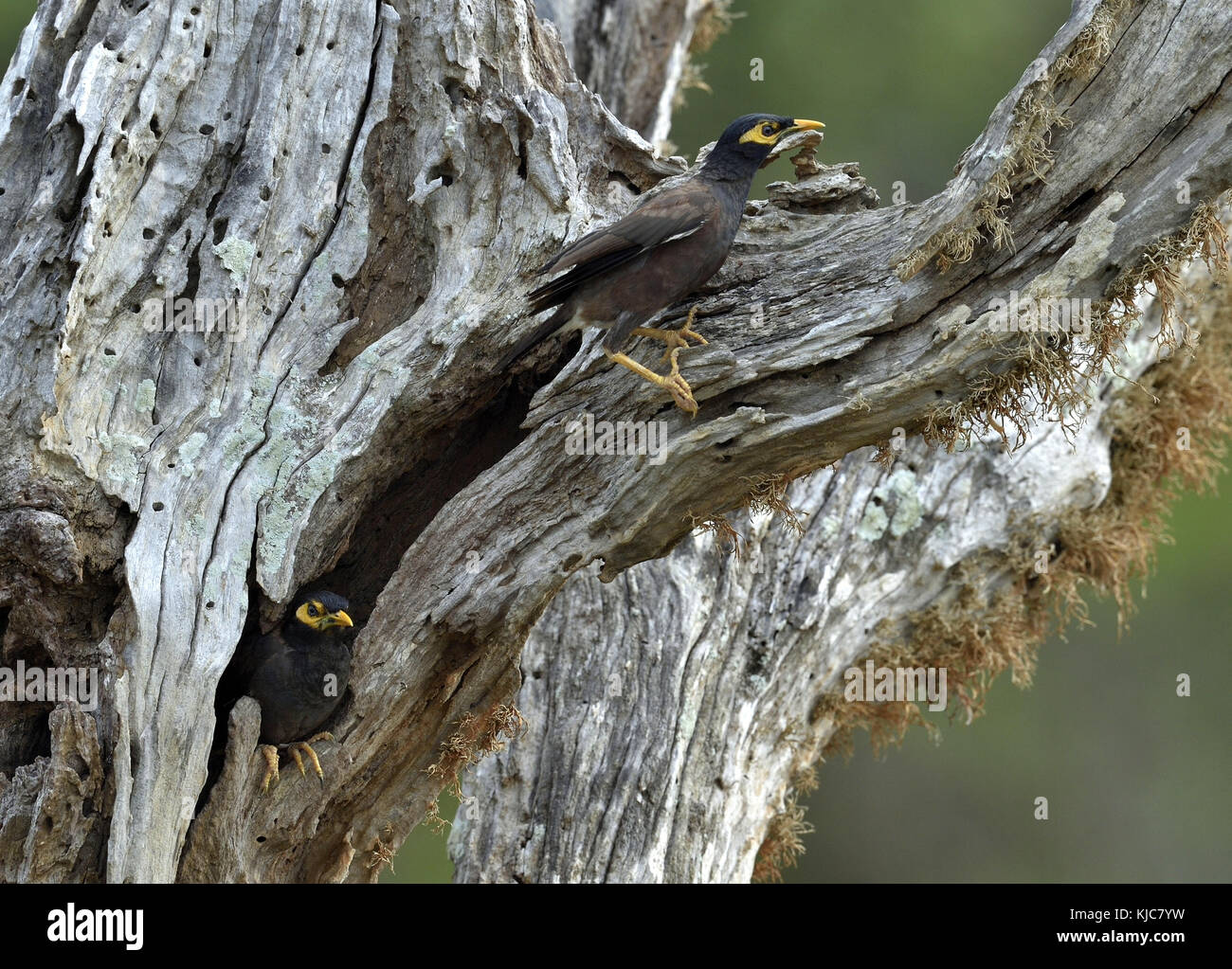 Myna nest hi-res stock photography and images - Alamy