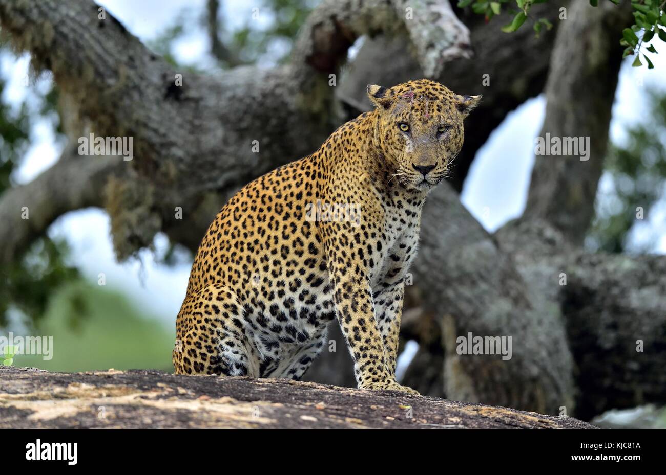 Old Leopard male with scars on the face on the rock. The Sri Lankan ...