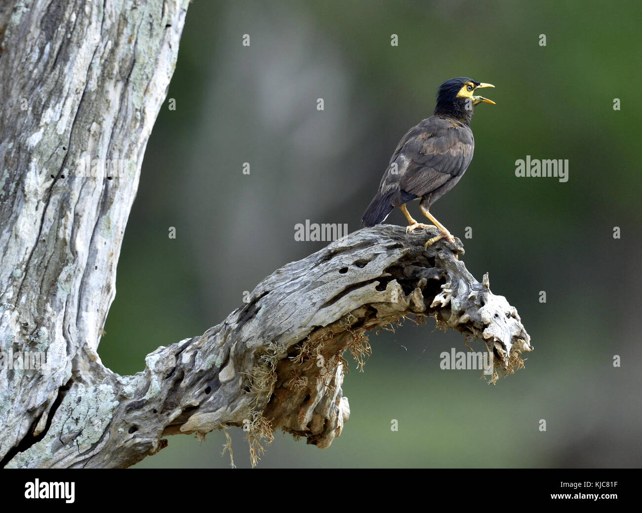 Tropical bird birds common myna hi-res stock photography and images - Alamy