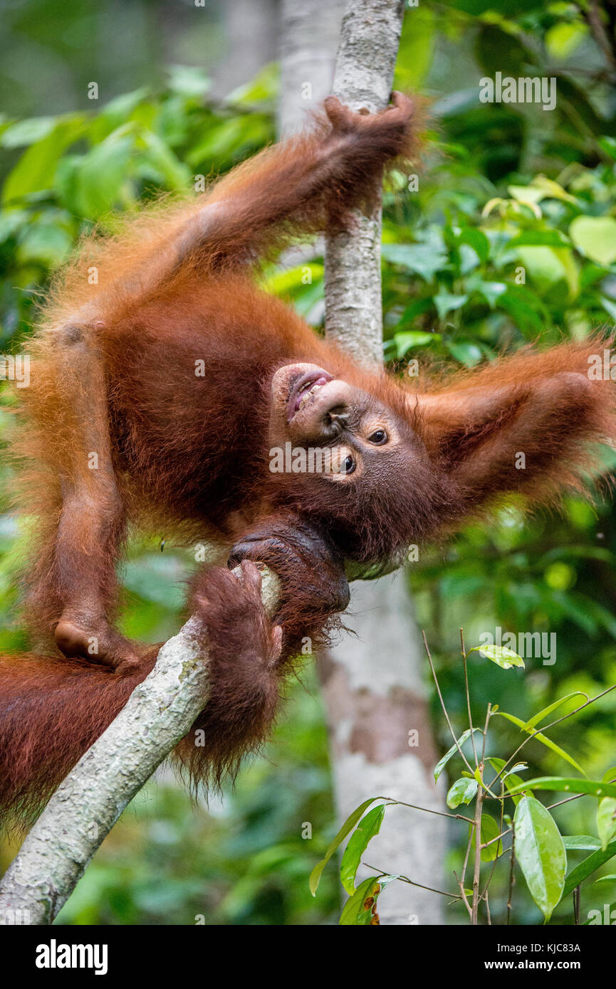 Baby orangutan hair hi-res stock photography and images - Alamy