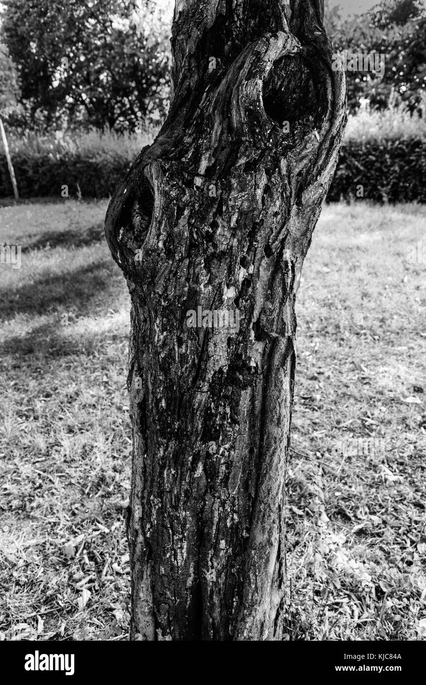 Old wooden trunk Black and White Stock Photos & Images - Alamy