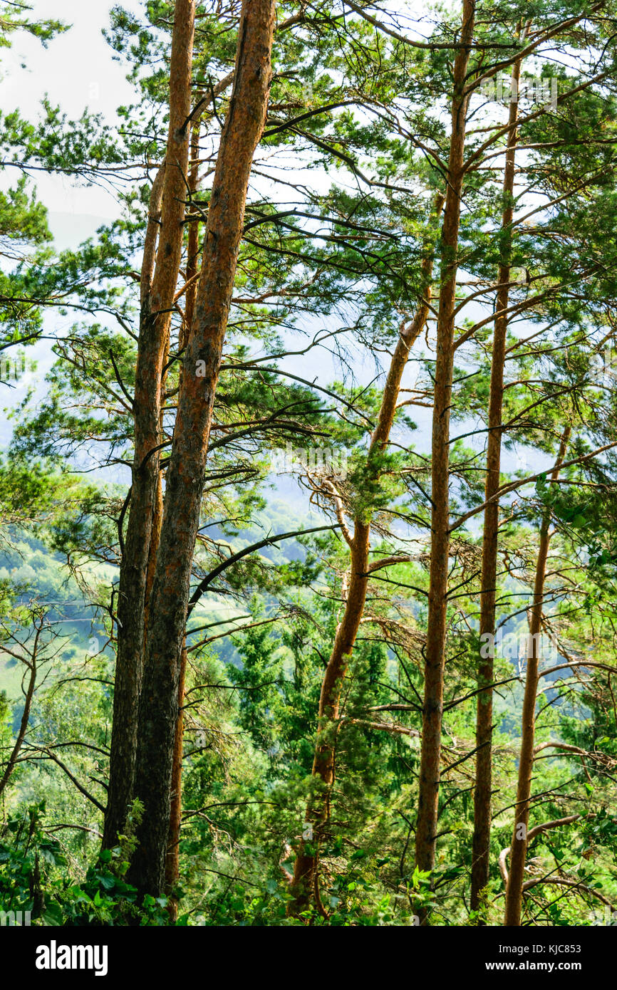 Pinewood tree hi-res stock photography and images - Alamy