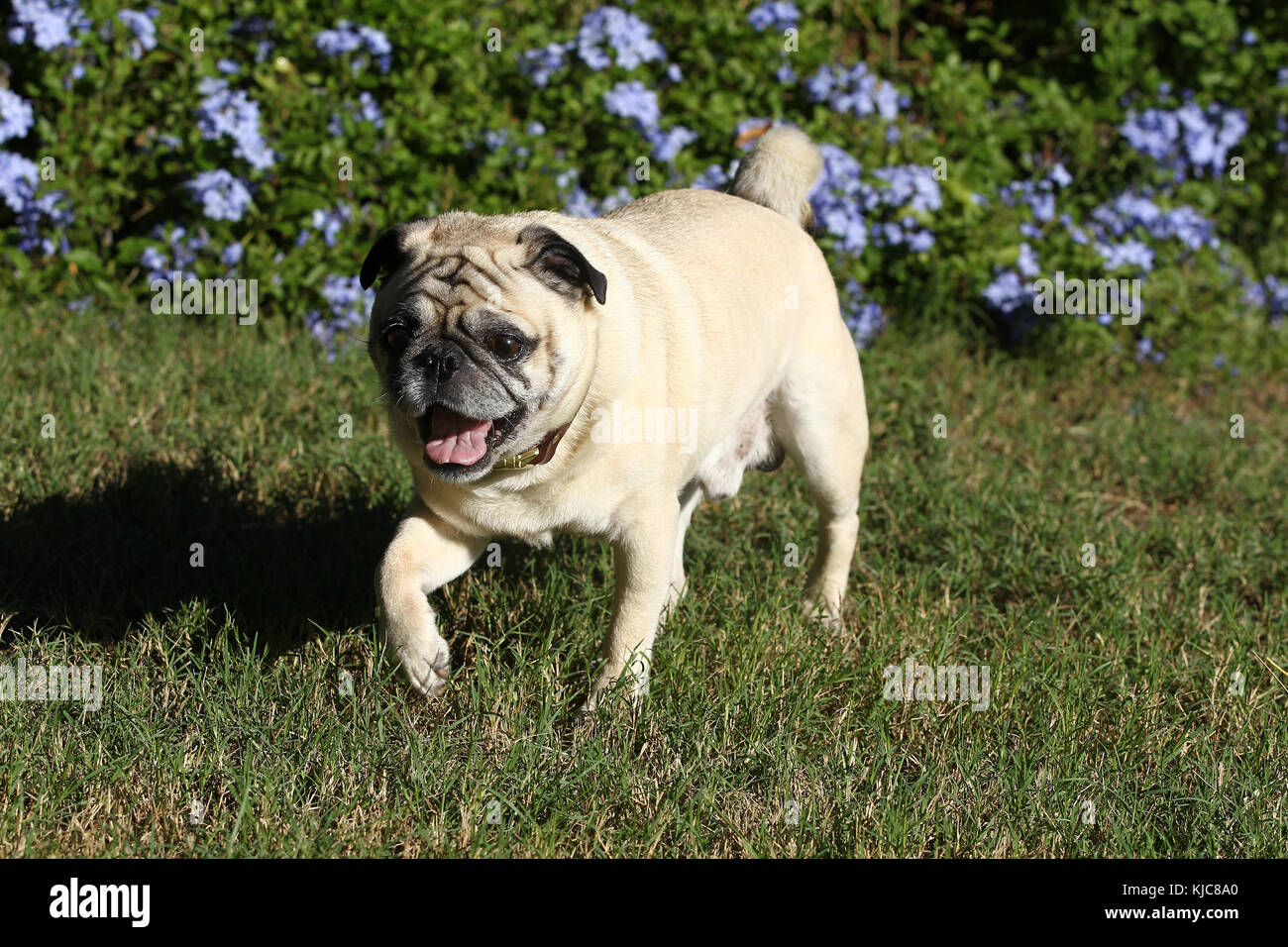 Pug Carlin Mops fawn dog walking on grass panting with flowers in ...