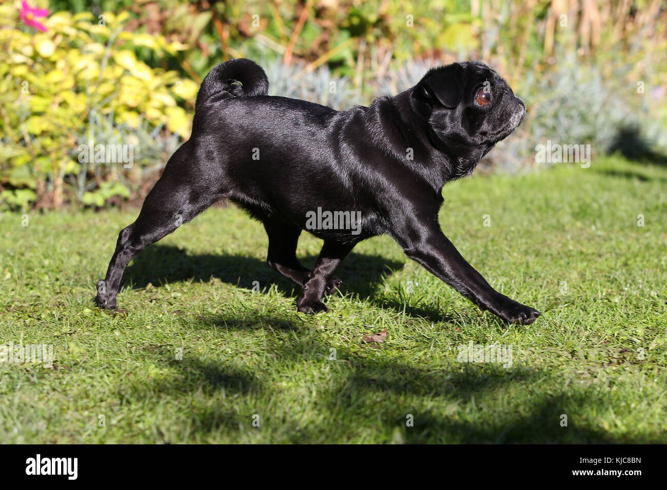 Dog trotting hi-res stock photography and images - Alamy