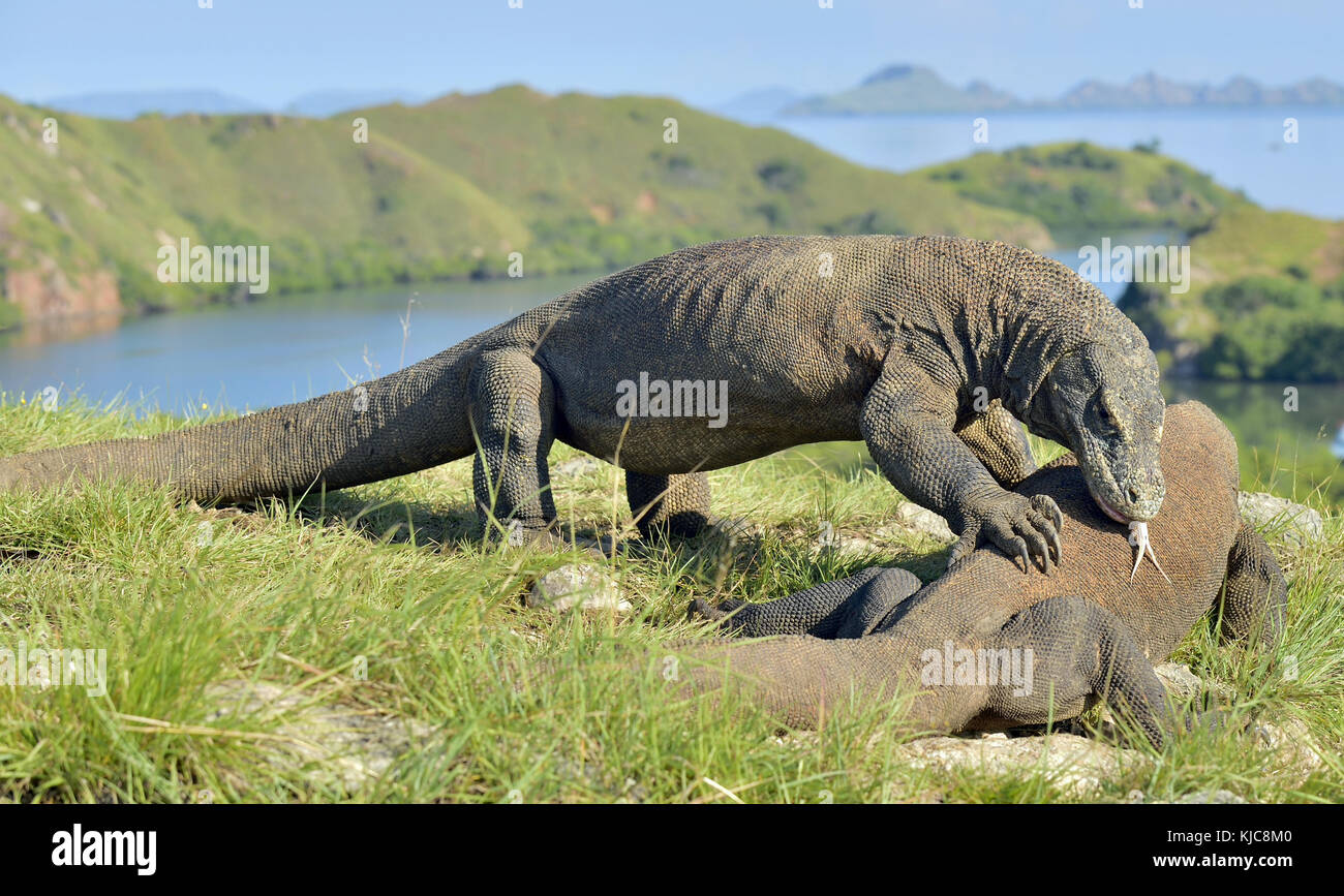 Scary Komodo Dragon Large Claws High Resolution Stock Photography and ...