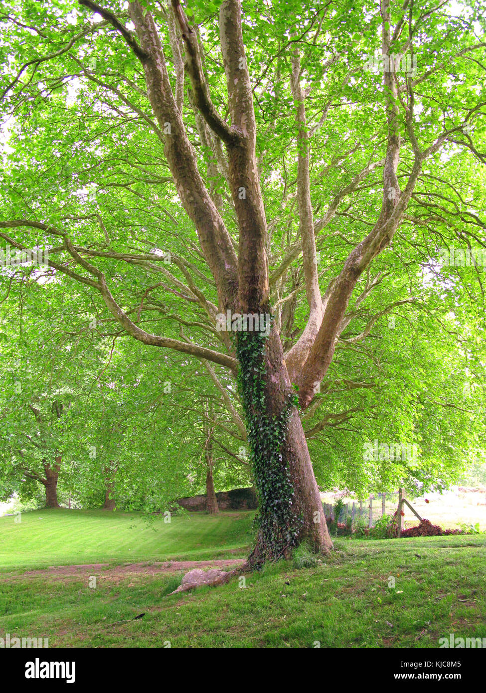 Row of majestic platan trees Stock Photo - Alamy