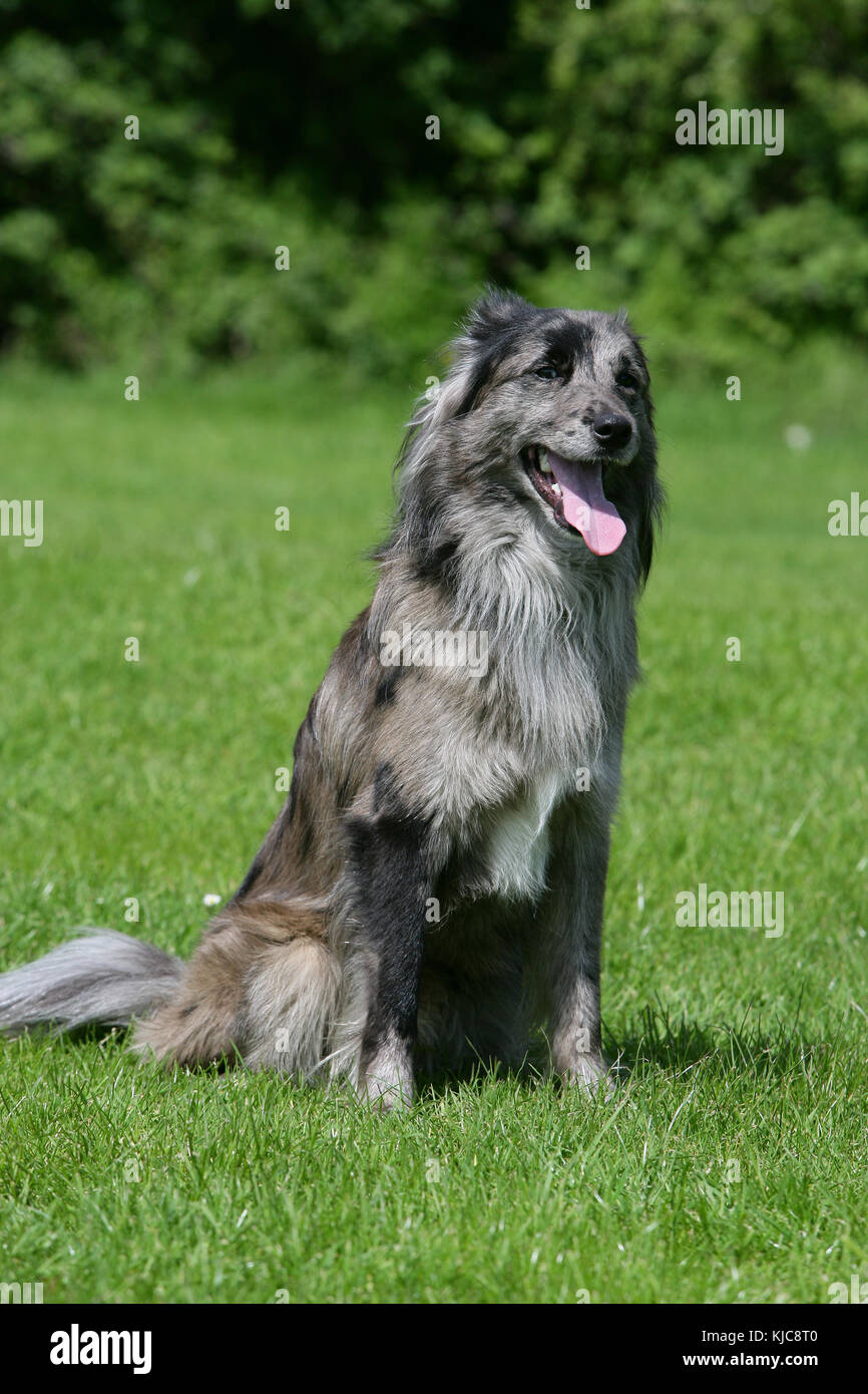 Pyrenees sheepdog hi-res stock photography and images - Alamy