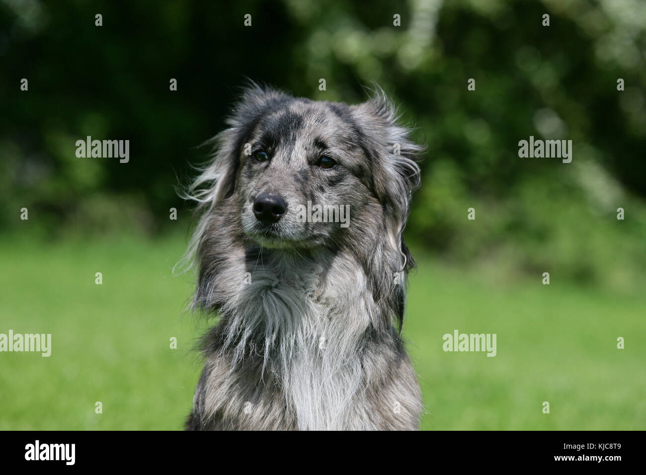 Pyrenean hi-res stock photography and images - Alamy
