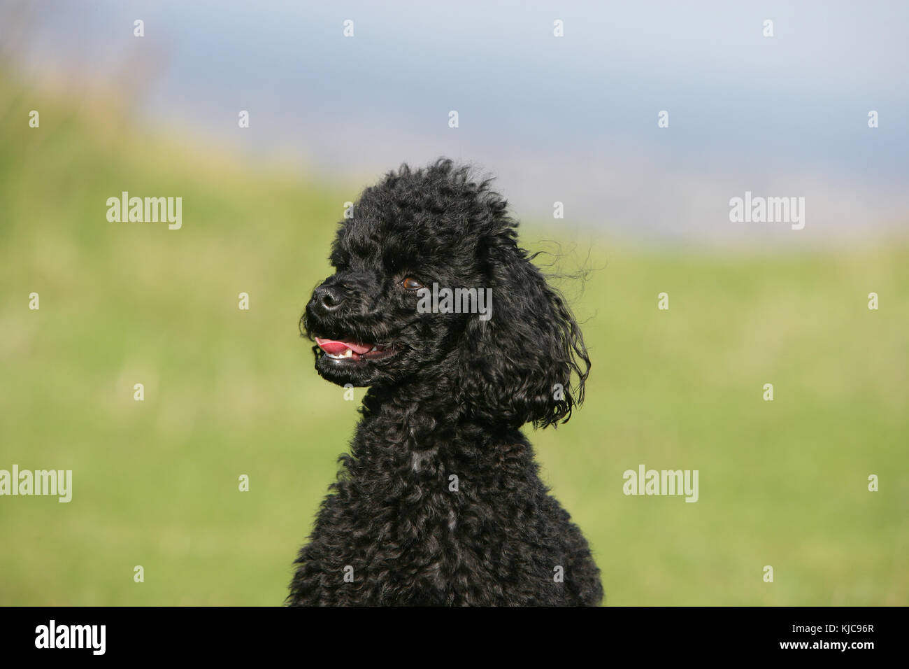 Panting dog hi-res stock photography and images - Alamy