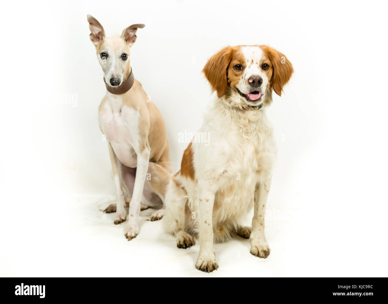 Whippet & Brittany Spaniel Dogs on White Background Stock Photo - Alamy