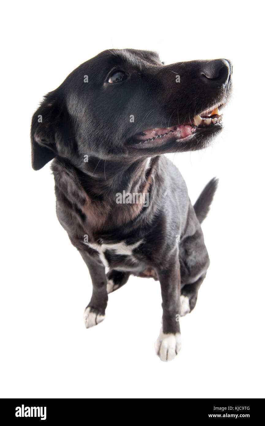 Dog face side Cut Out Stock Images & Pictures - Alamy