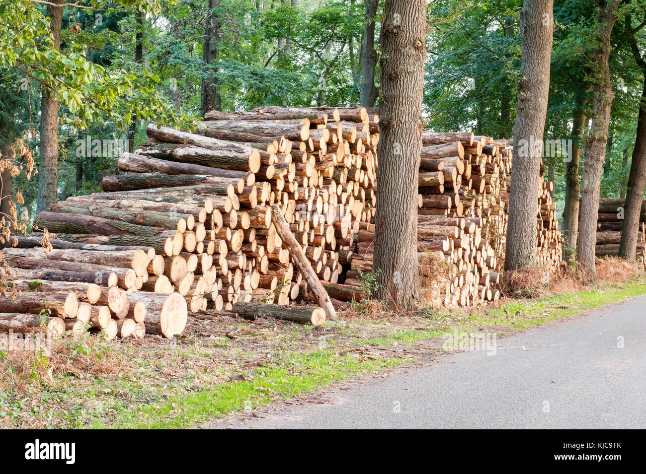 Freshly piled logs hi-res stock photography and images - Alamy