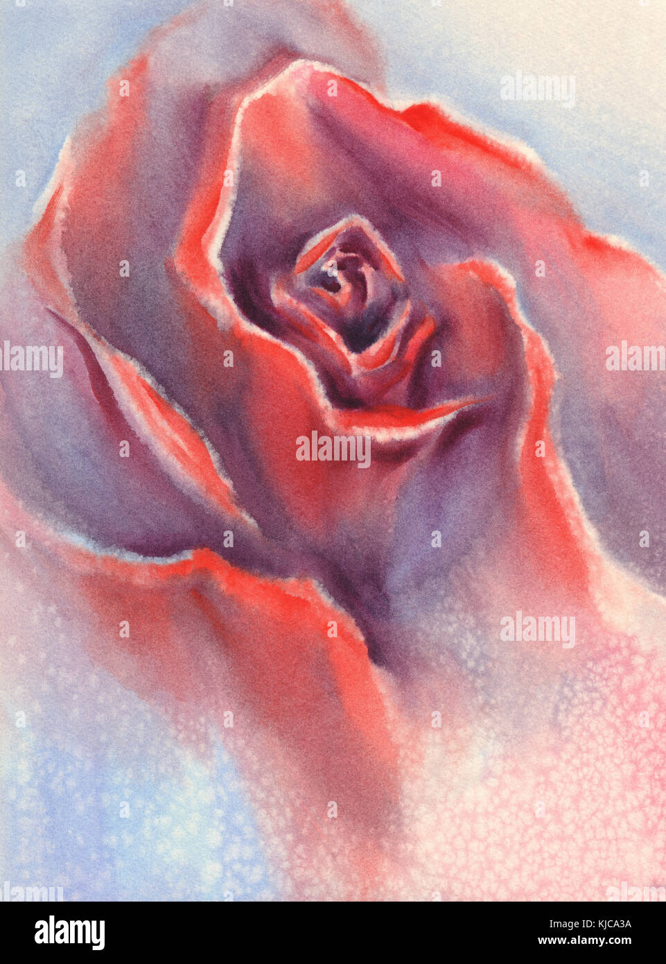 red velvet rose watercolor Stock Photo - Alamy