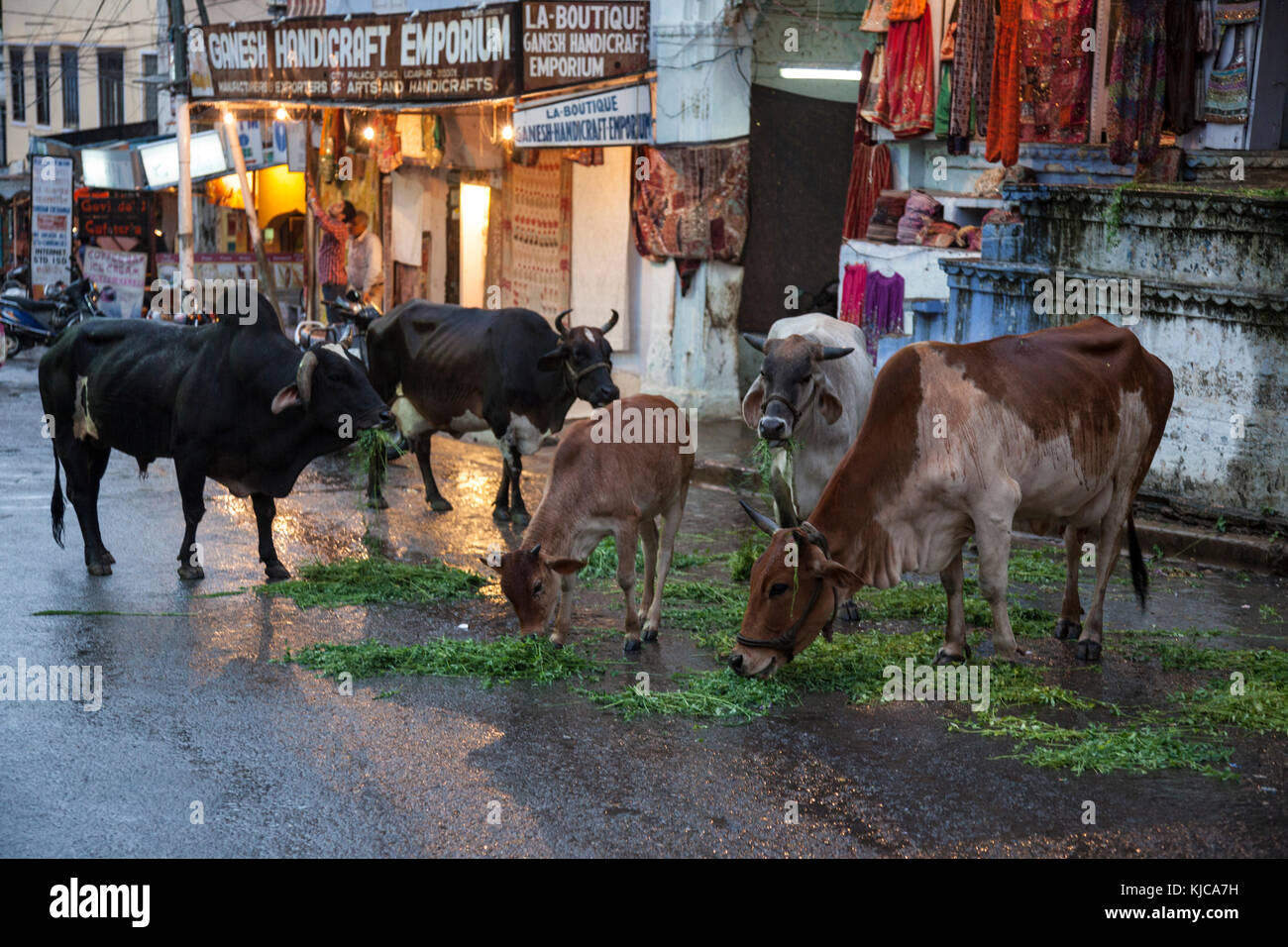 Group cows on street hi-res stock photography and images - Alamy