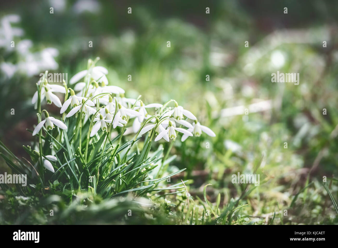 Sprig of flowers hi-res stock photography and images - Alamy