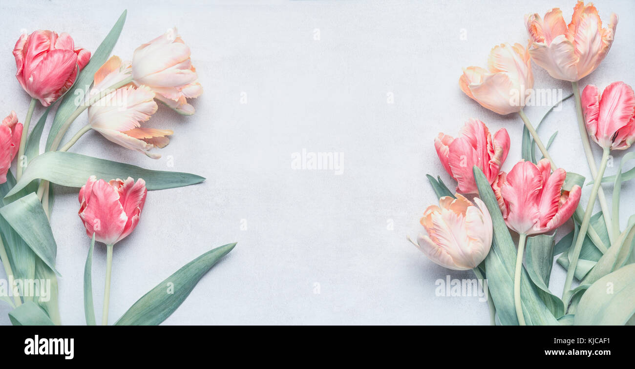 Pastel color tulips bunch for springtime holidays , greeting card mock ...