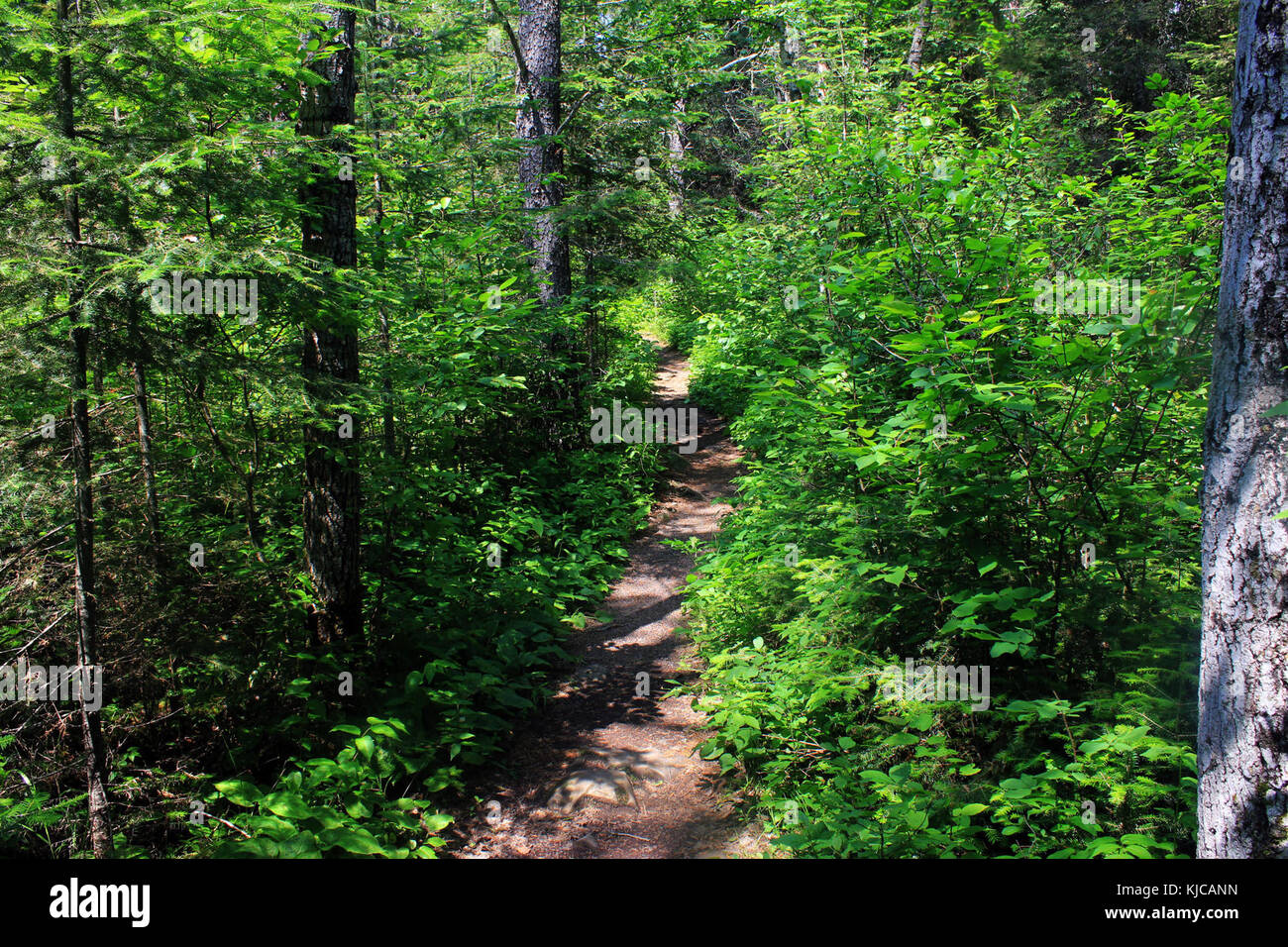 Gfp minnesota superior national forest hiking trail to eagle mountain ...