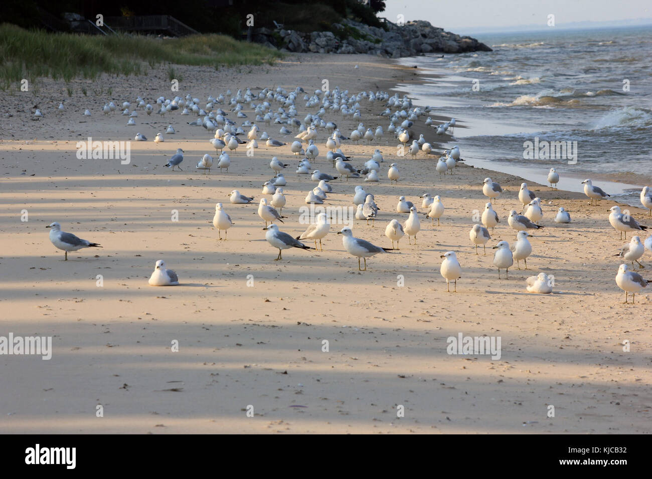 Gfp wisconsin point beach state park birds on the beach Stock Photo - Alamy