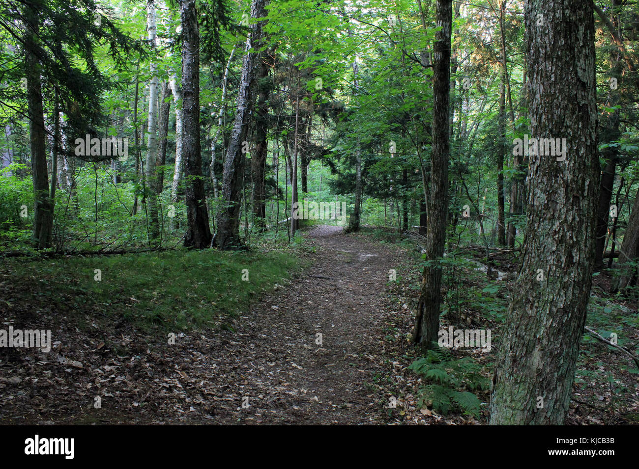 Gfp wisconsin point beach state park nature trail Stock Photo - Alamy