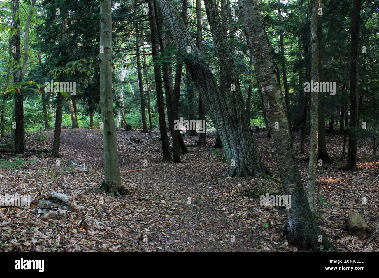 Gfp wisconsin point beach state park junction in trail Stock Photo - Alamy
