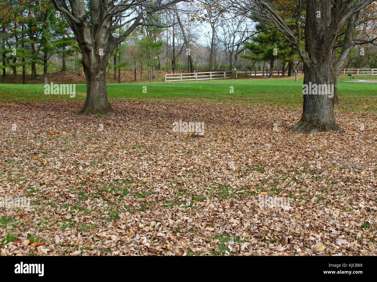 The colors of the autumn season in the month of November Stock Photo ...