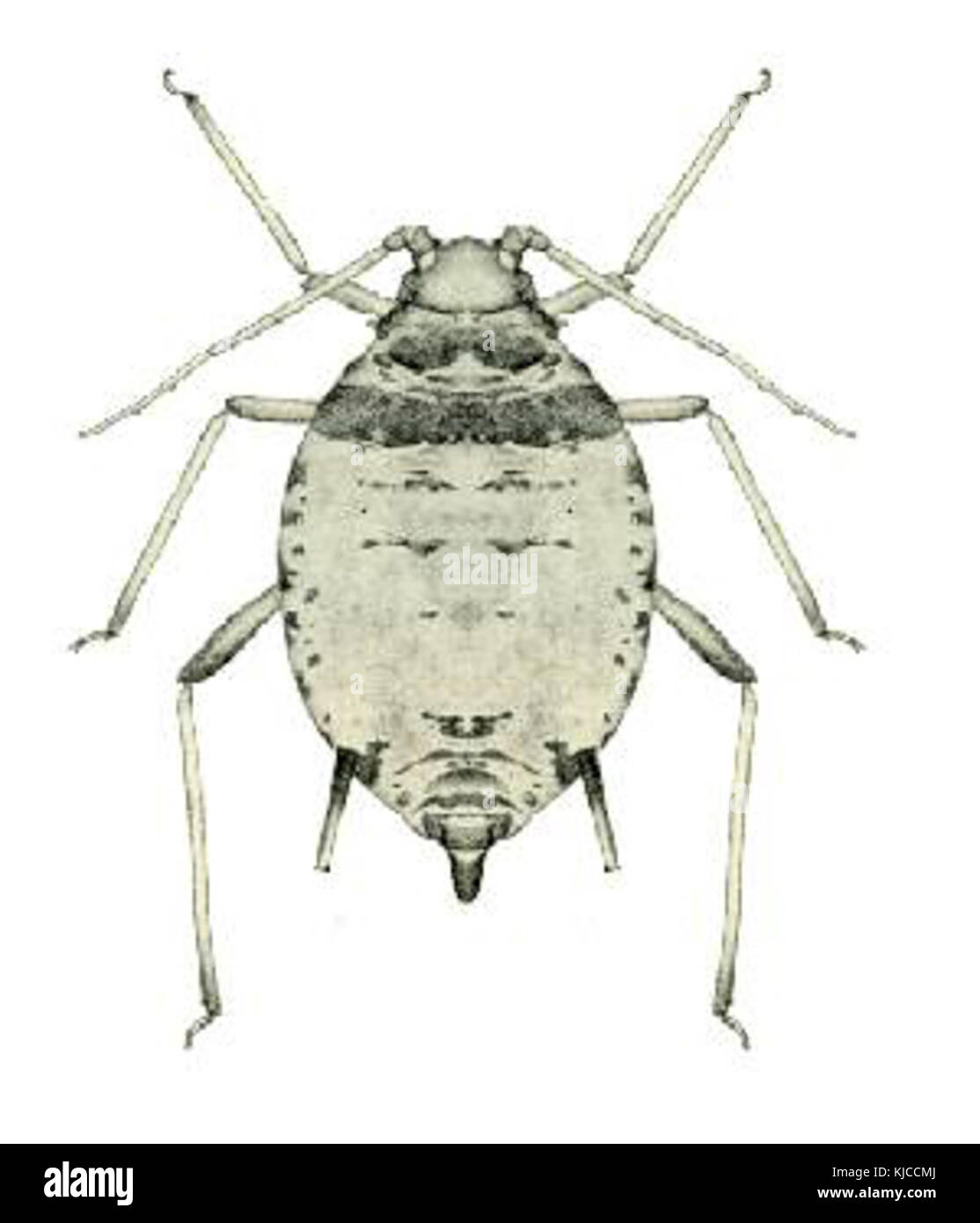 Aphis hederae from CSIRO Stock Photo - Alamy