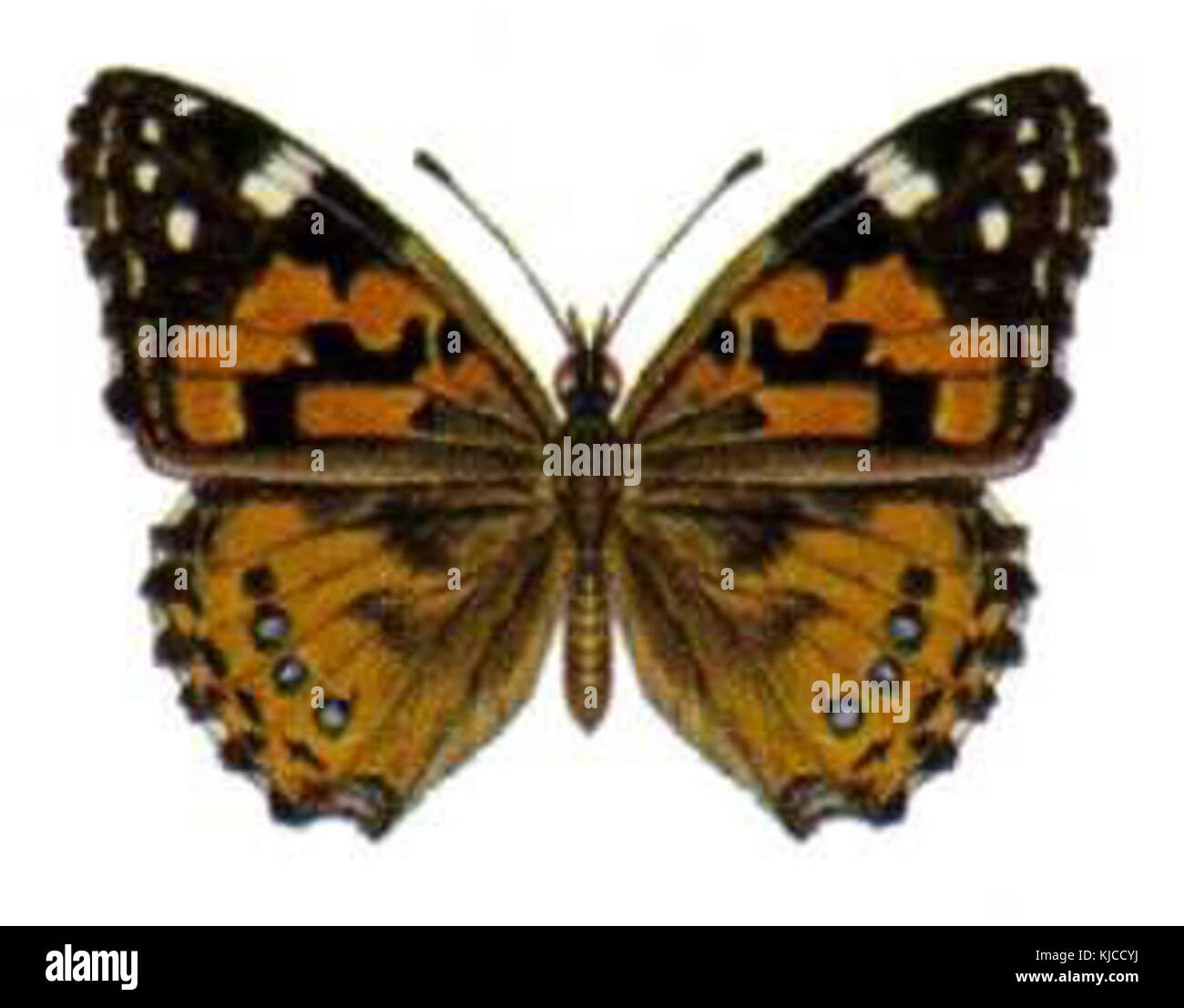 Australian painted lady Cut Out Stock Images & Pictures - Alamy