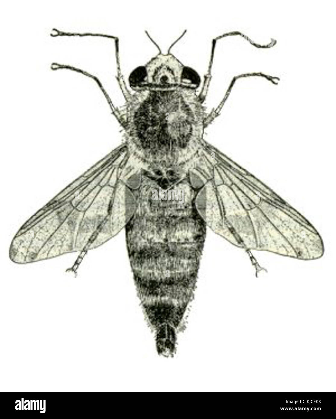 Gasterophilus Intestinalis Slide