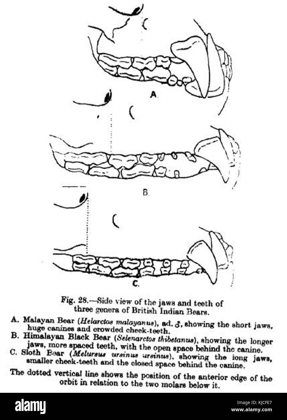 Preservation of indian culture and tribes Black and White Stock Photos ...