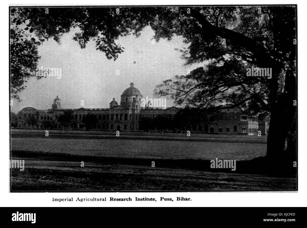 Pusa Black and White Stock Photos & Images - Alamy