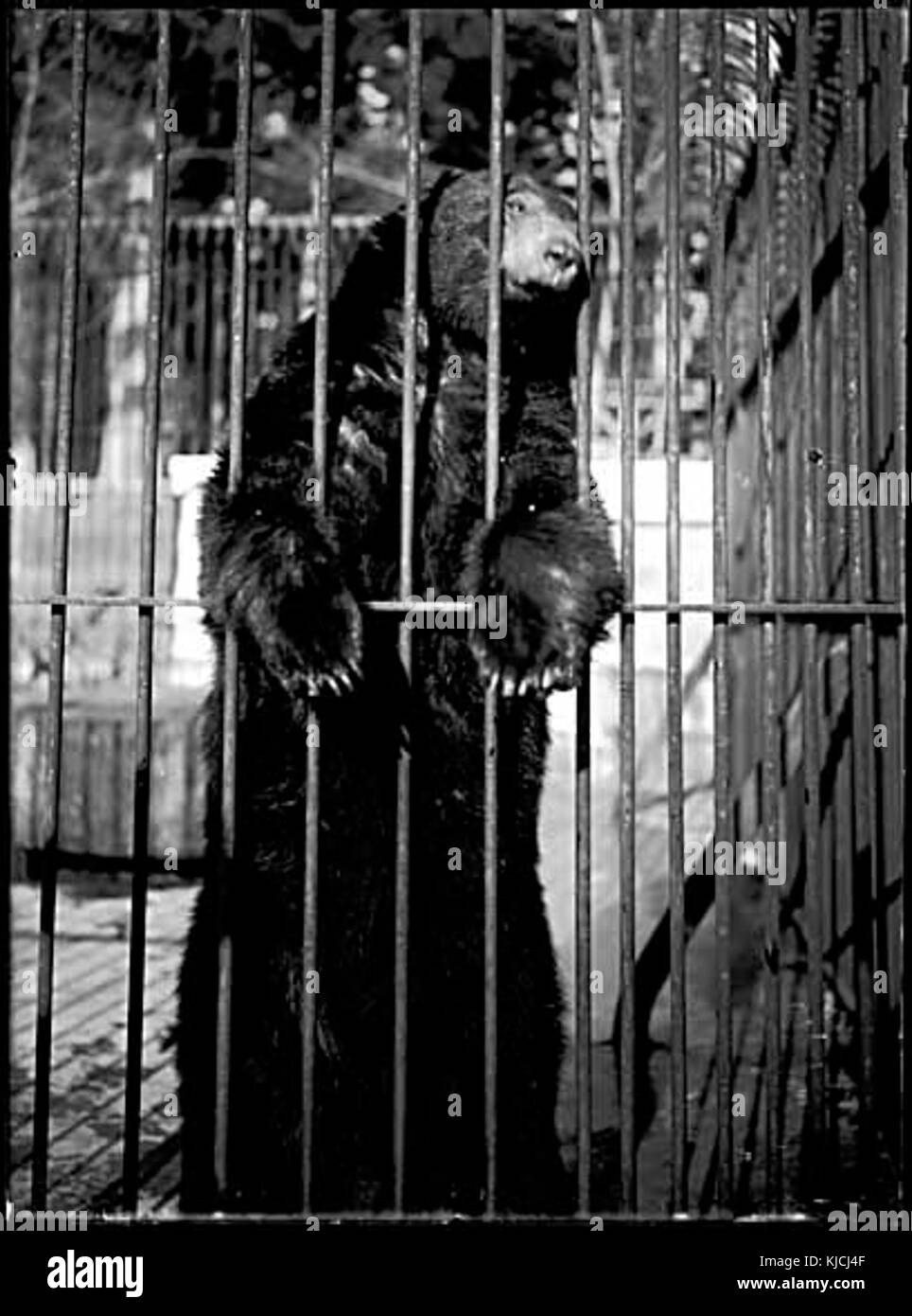 Stanley Park Zoo black bear Stock Photo - Alamy