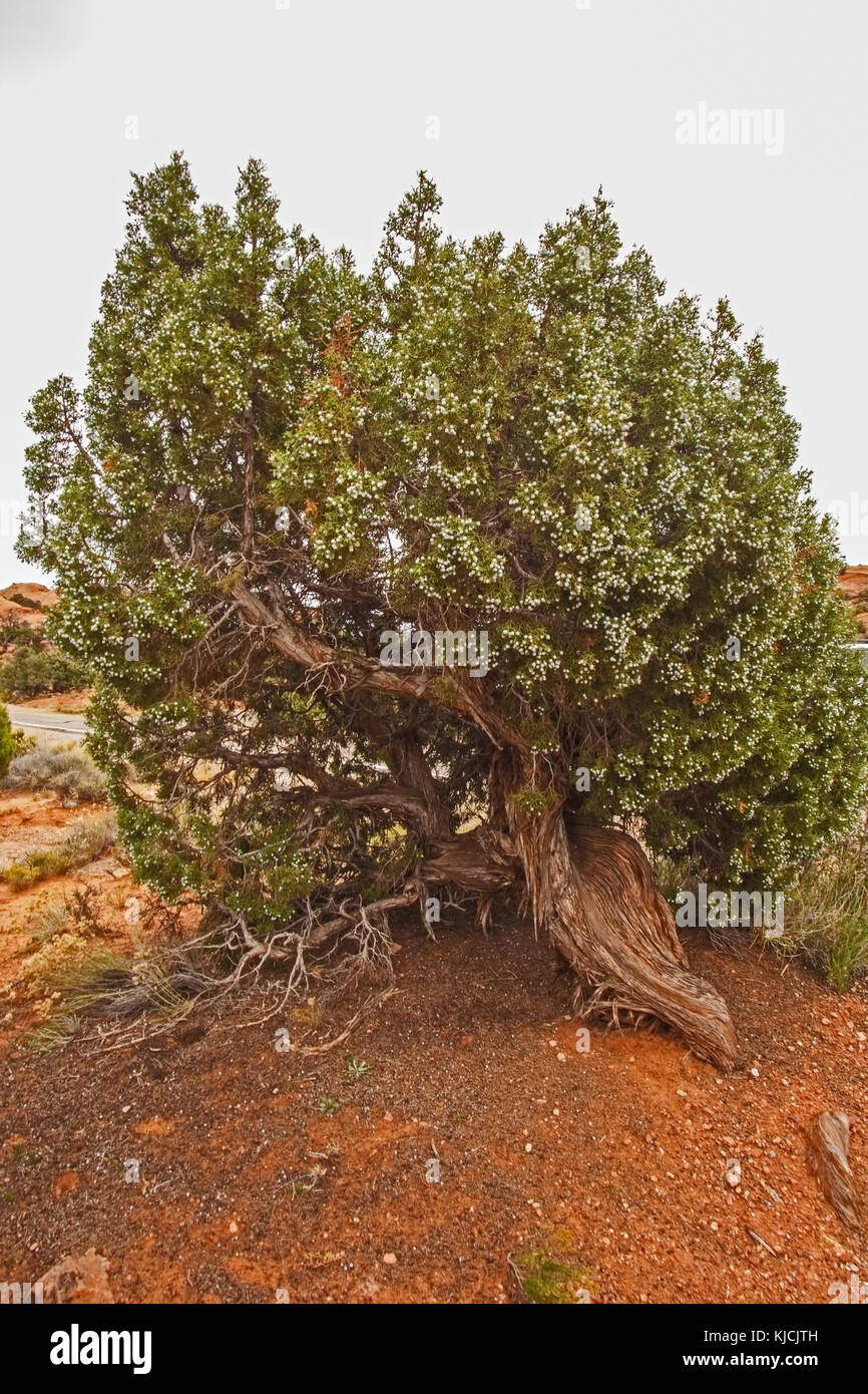 Utah Juniper photographed at Canyonlands National Park. Utah. USA Stock ...
