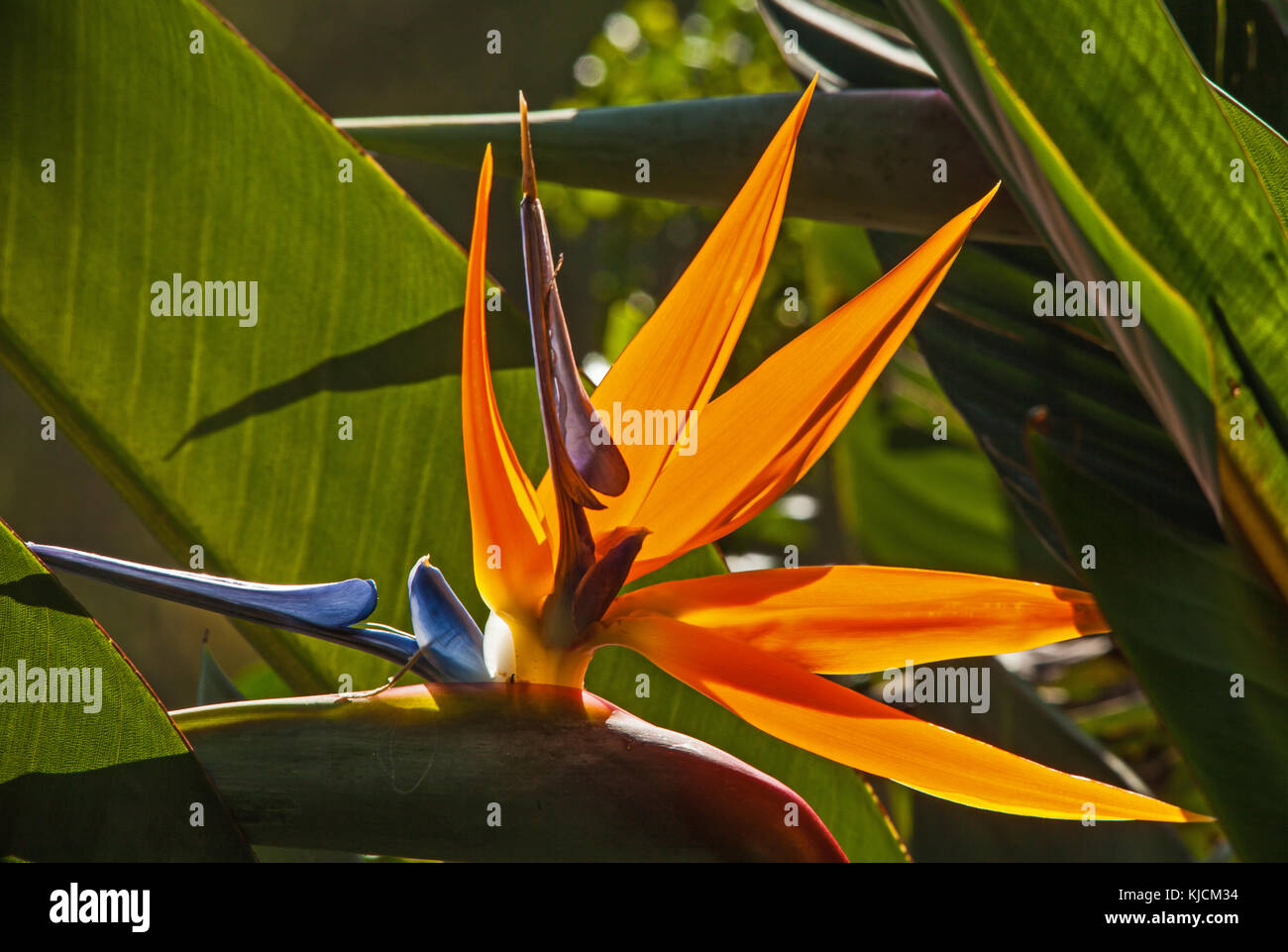 The majestic flower of Strelitzia reginae 4 Stock Photo - Alamy
