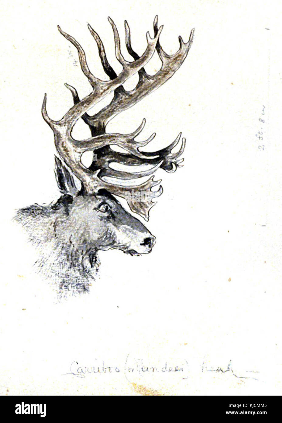 Carriboo (or Reindeer) head Stock Photo - Alamy