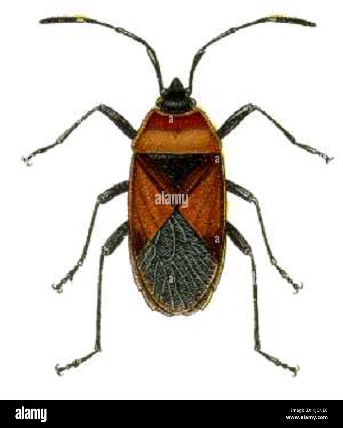 Dindymus versicolor from CSIRO Stock Photo - Alamy