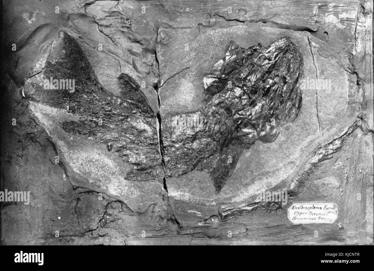 Devonian amphibian hi-res stock photography and images - Alamy